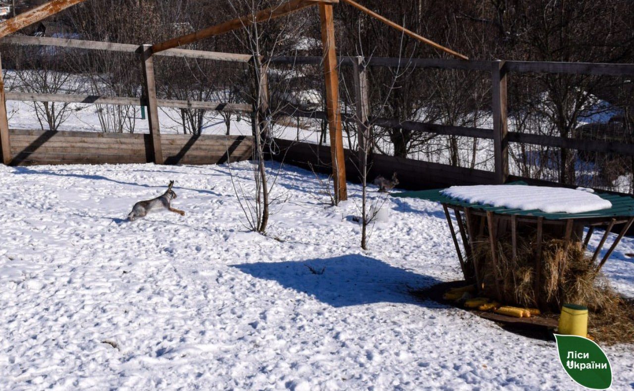 Лісівники Полтавщини підгодовують диких тварин Решетилівщина Ua
