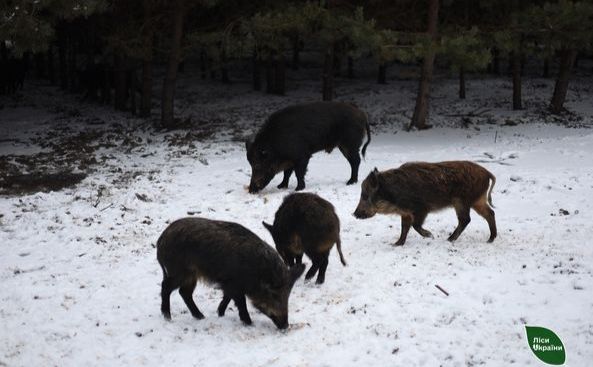 Лісівники Полтавщини підгодовують диких тварин Решетилівщина Ua